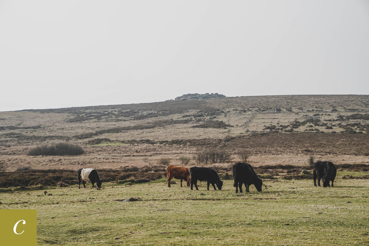 Dartmoor Photography - Emily Fleur Photography – Emily Fleur ...