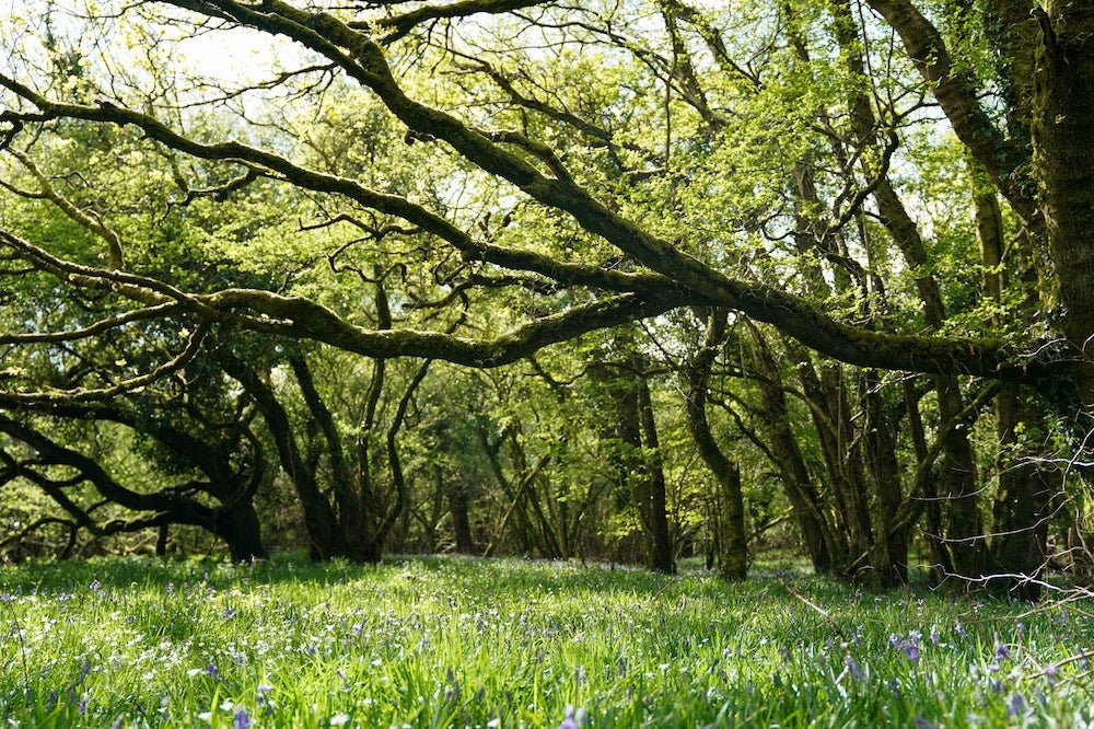Dartmoor Photography - Emily Fleur Photography – Emily Fleur ...