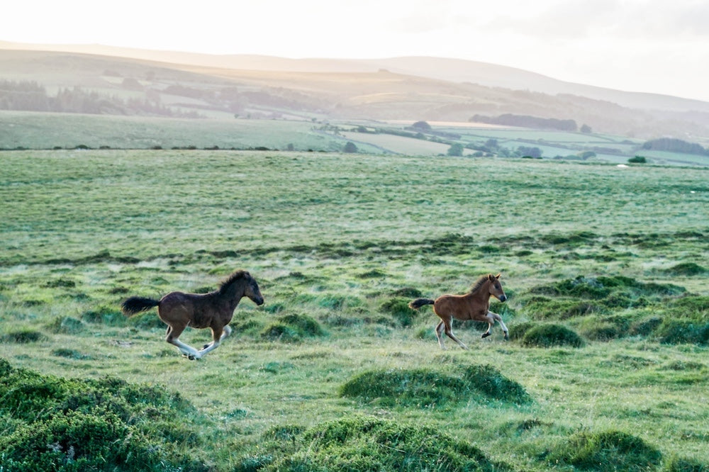 Play time! - Emily Fleur Photography – Emily Fleur Photography & Marketing