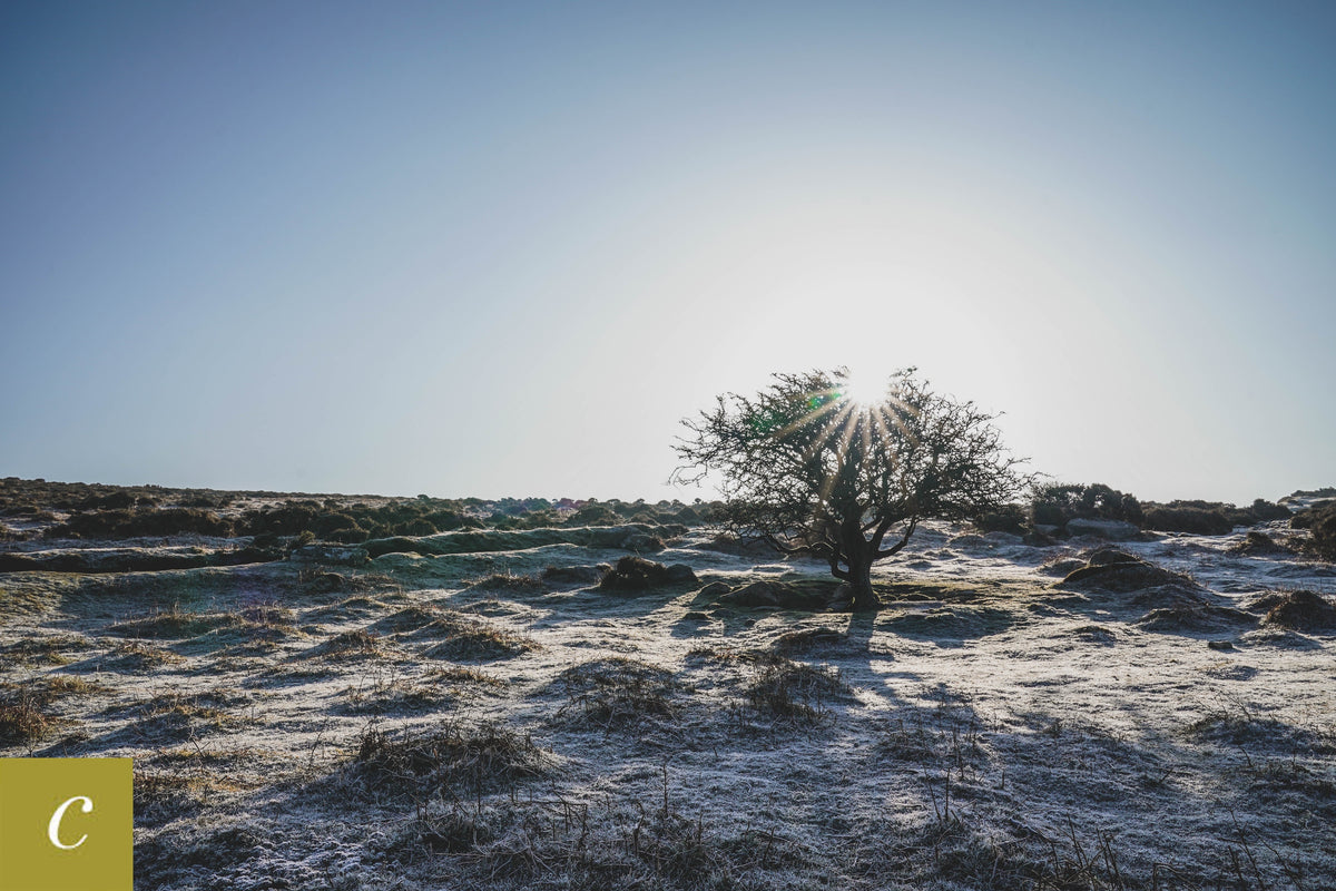 Dartmoor Photography - Emily Fleur Photography – Emily Fleur ...