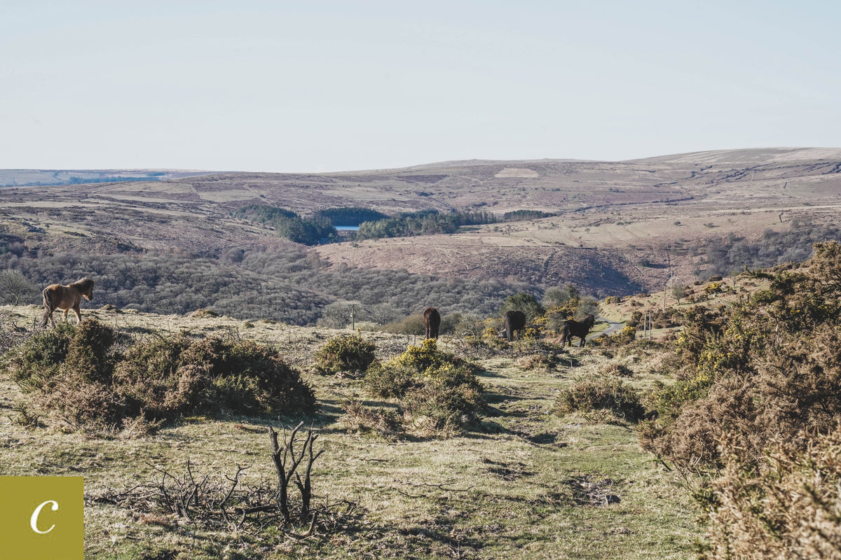 Dartmoor Photography - Emily Fleur Photography – Emily Fleur ...