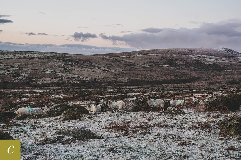 Dartmoor Photography - Emily Fleur Photography – Emily Fleur ...