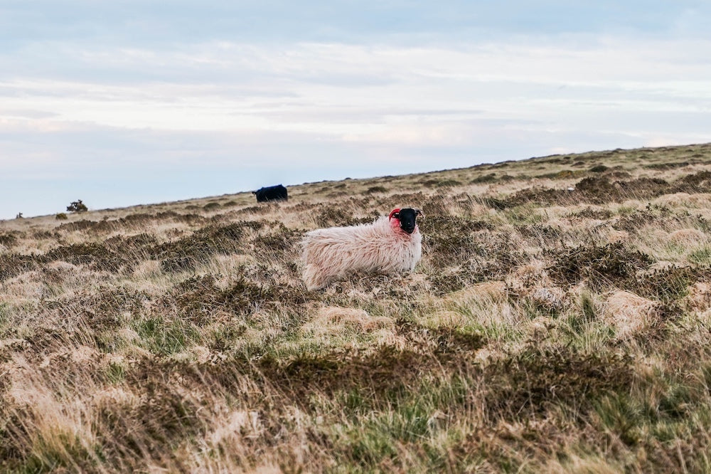 Dartmoor Photography - Emily Fleur Photography – Emily Fleur ...