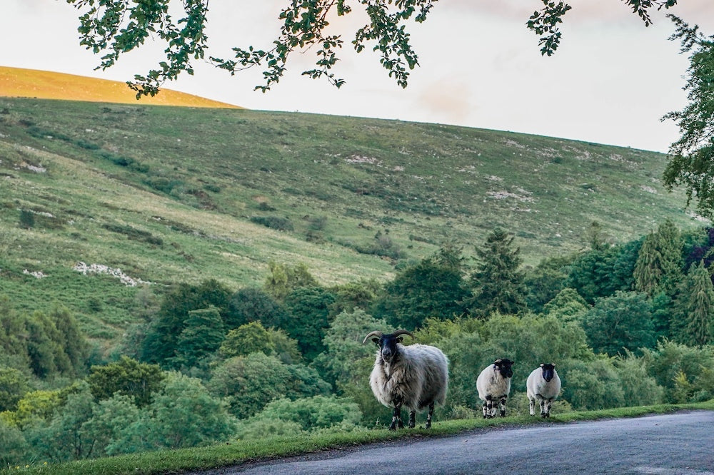 Wanderers - Emily Fleur Photography – Emily Fleur Photography & Marketing