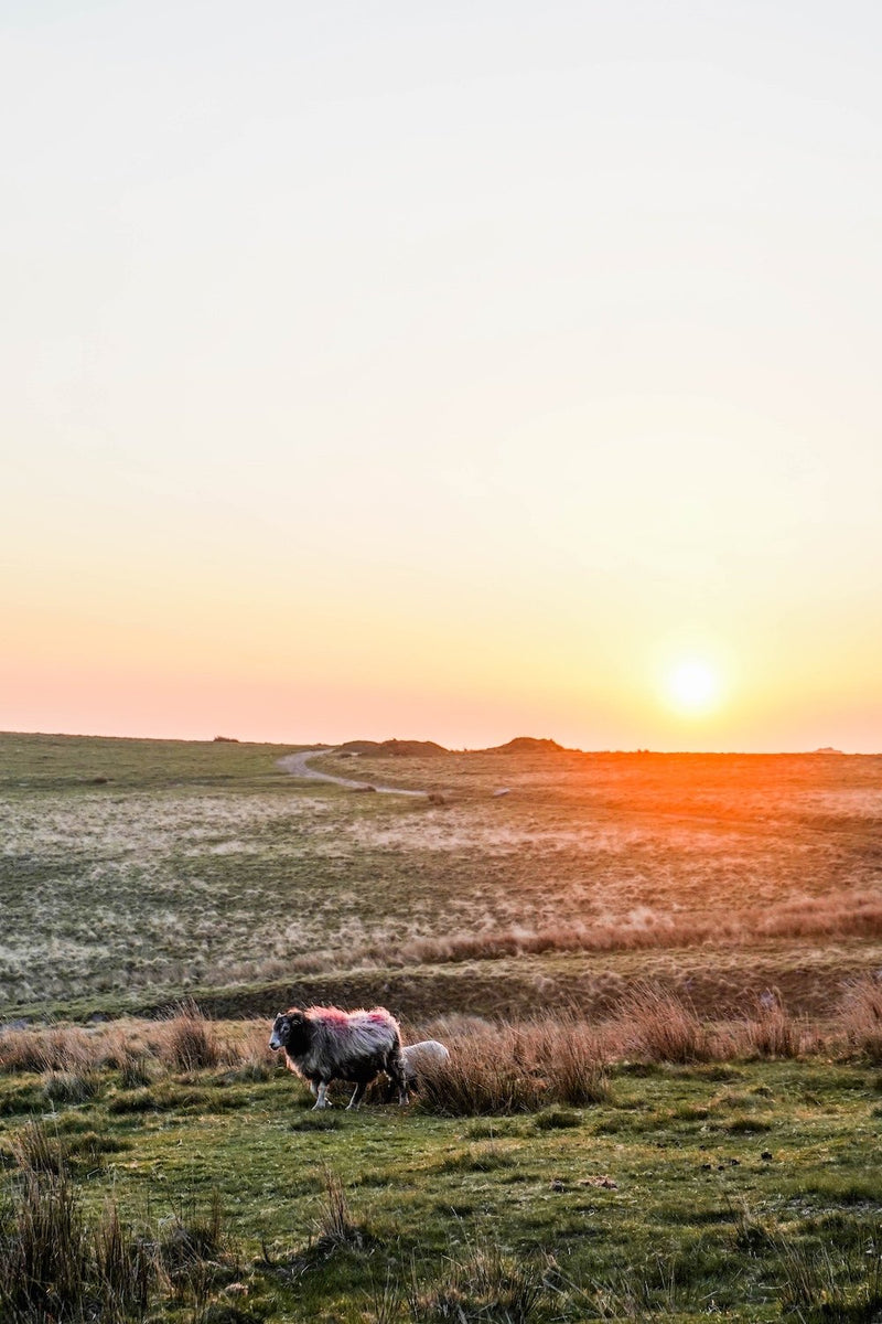 The Friendly Face Bundle - Emily Fleur Photography – Emily Fleur ...